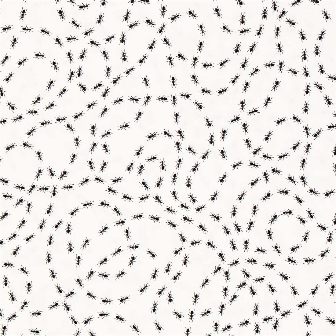 white Timeless Treasures fabric with small black ants Fabric by ...