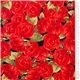 medium red roses fabric by Timeless Treasures Fabric by Timeless ...